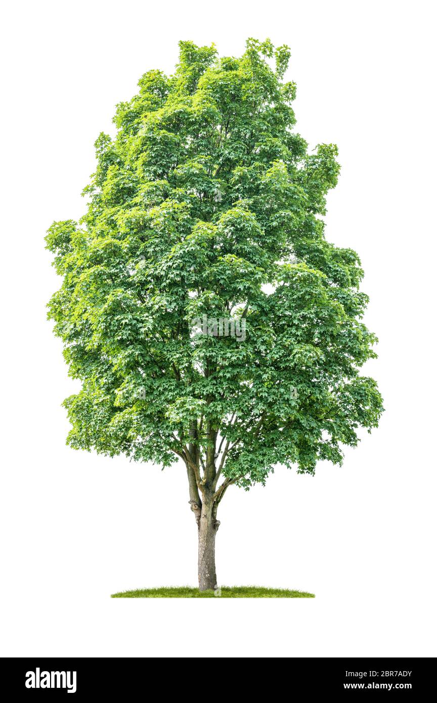 Isolated tree on a white background - Acer - Maple Stock Photo - Alamy
