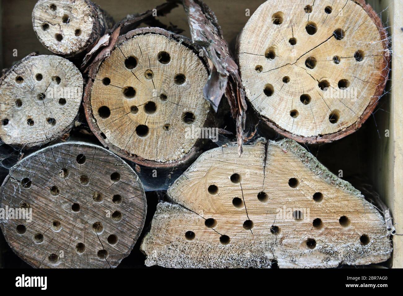 Drilled wooden logs for insects hi-res stock photography and images - Alamy