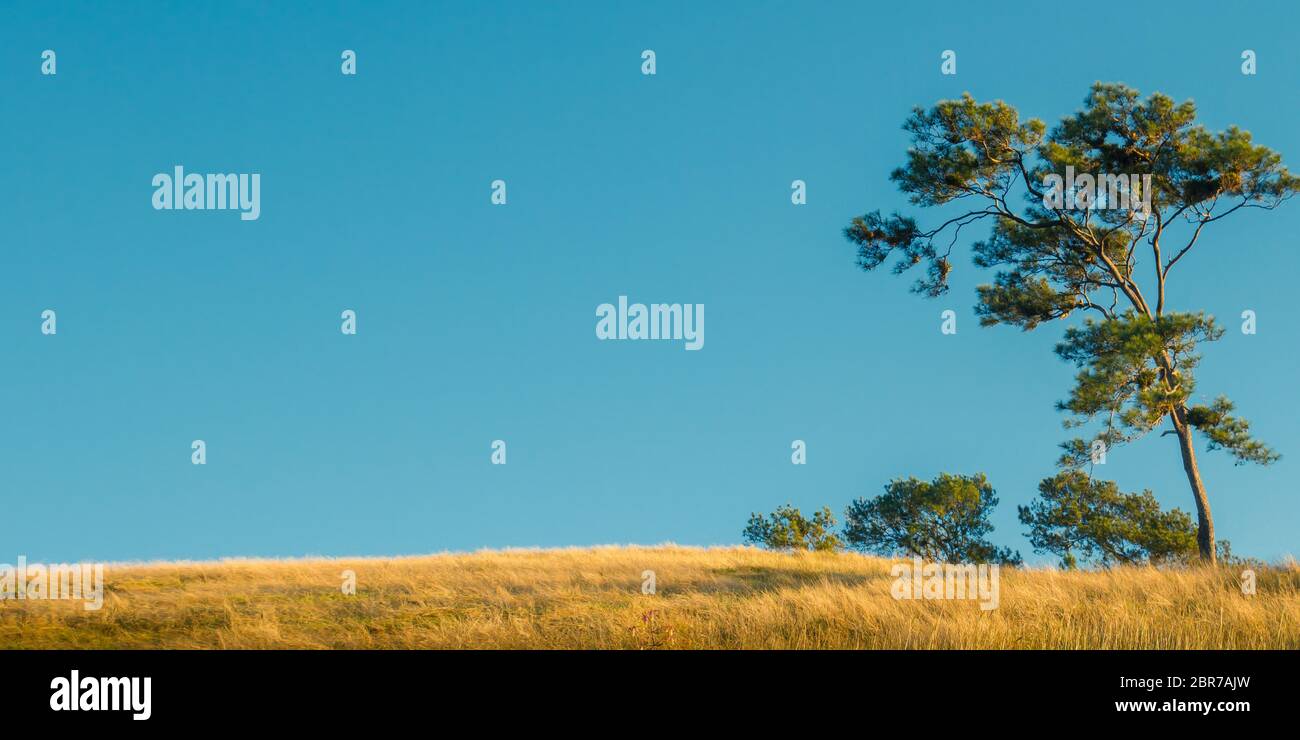 old lonely pine tree and low horizon yellow grass panoramic landscape ...