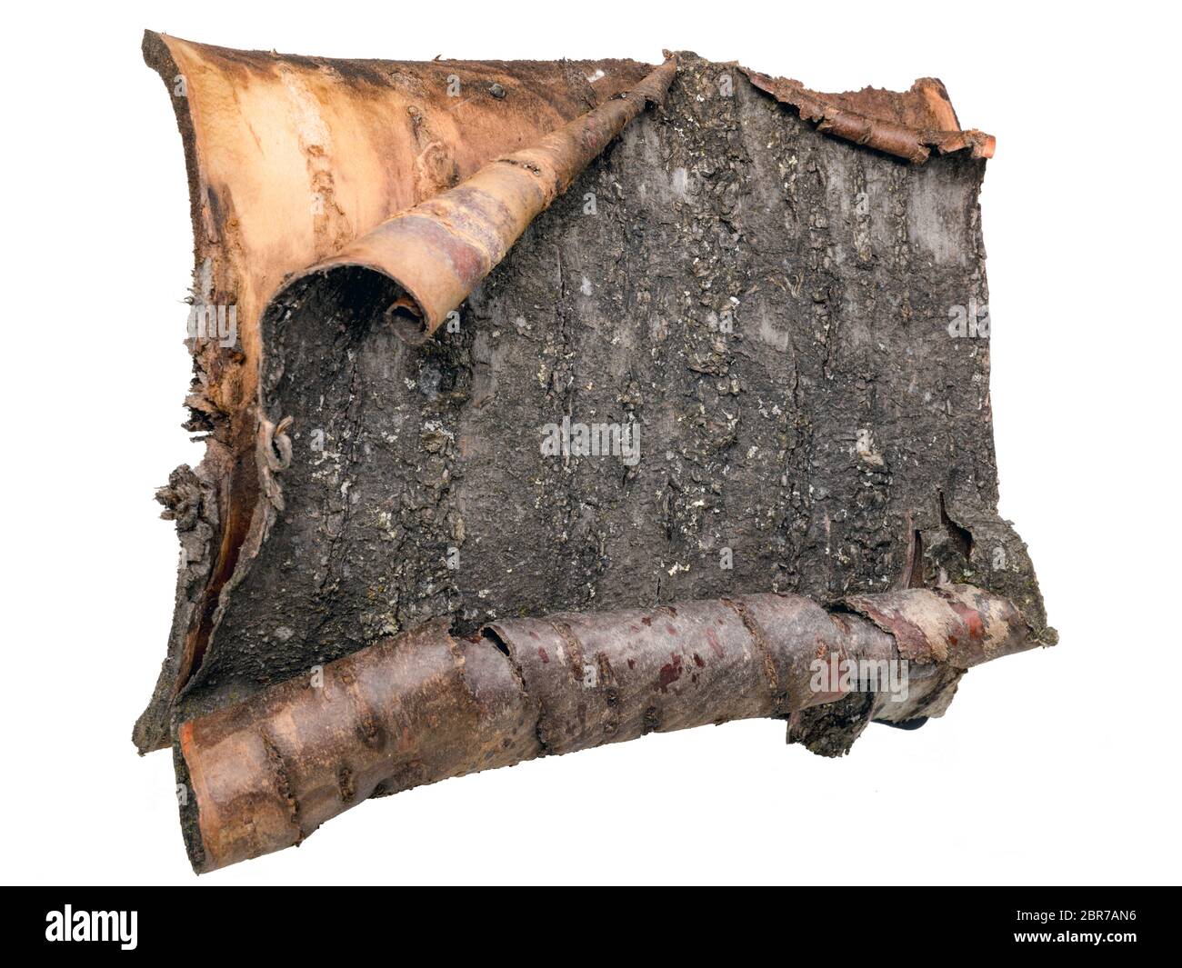 Dark tree bark curling up at the ends as a blackboard with copy space ...