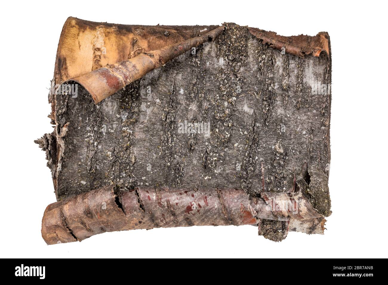 Dark tree bark curling up at the ends as a blackboard with copy space ...