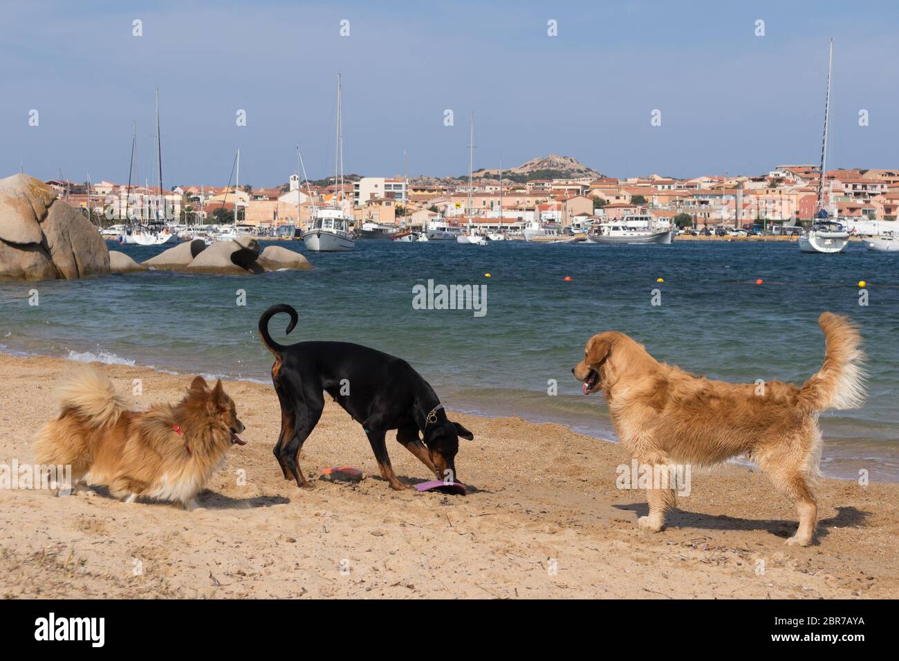 What Dogs Are Native To Sardinia