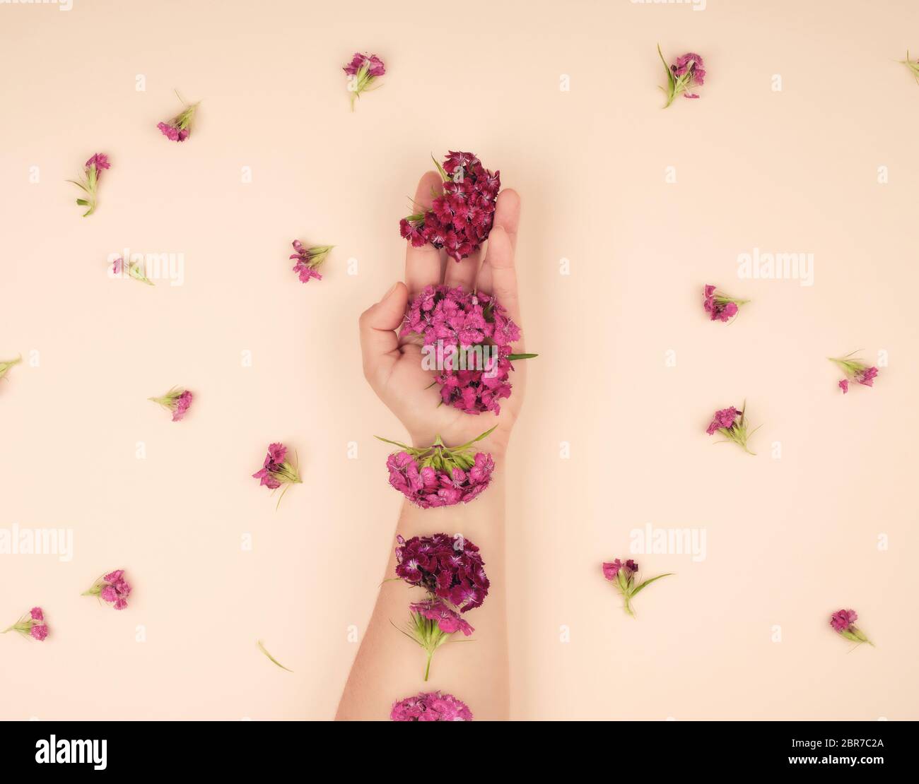 female hand with light smooth skin and buds of a blossoming Turkish ...