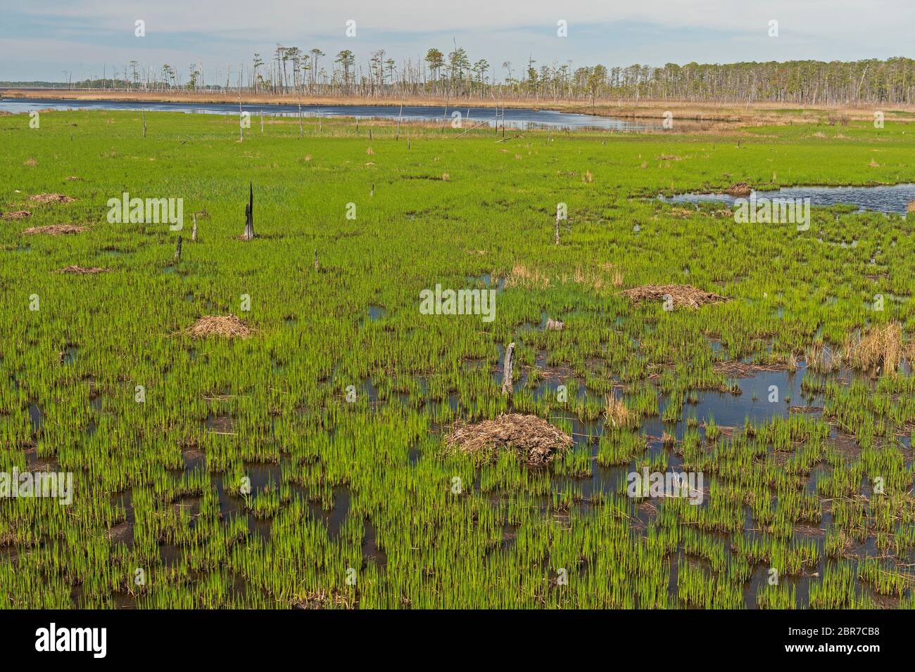 Spring Growth in Wetland Estuary in the Blackwater National Wildlife ...
