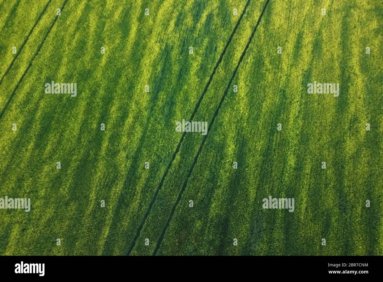 Aerial view of an agricultural field landscape, endless yellow field at ...