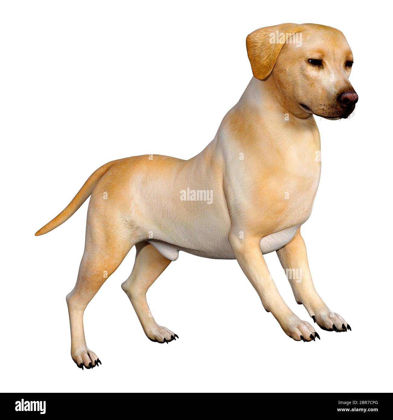 3D rendering of a yellow labrador dog isolated on white background ...