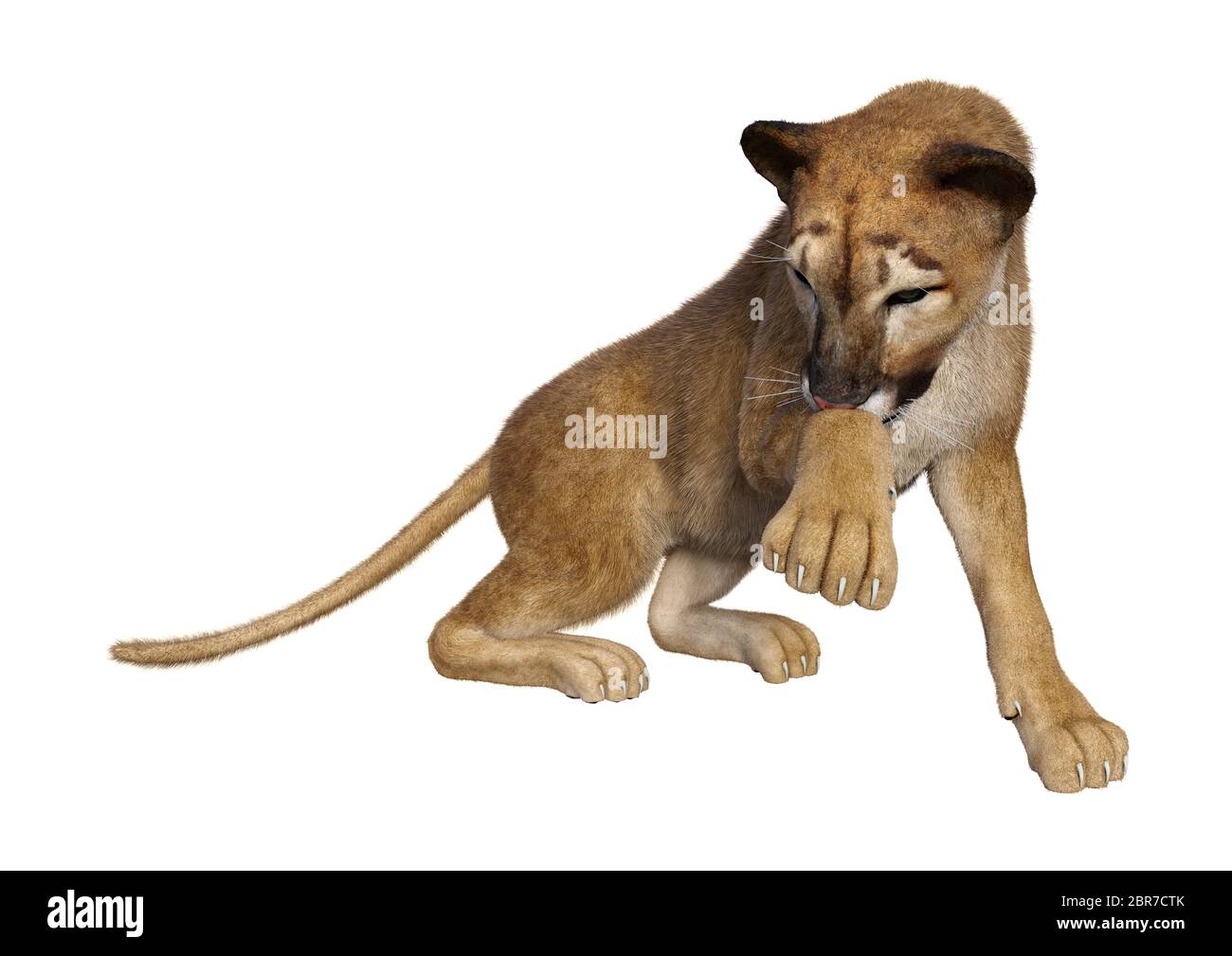 3D rendering of a big cat puma isolated on white background Stock Photo ...