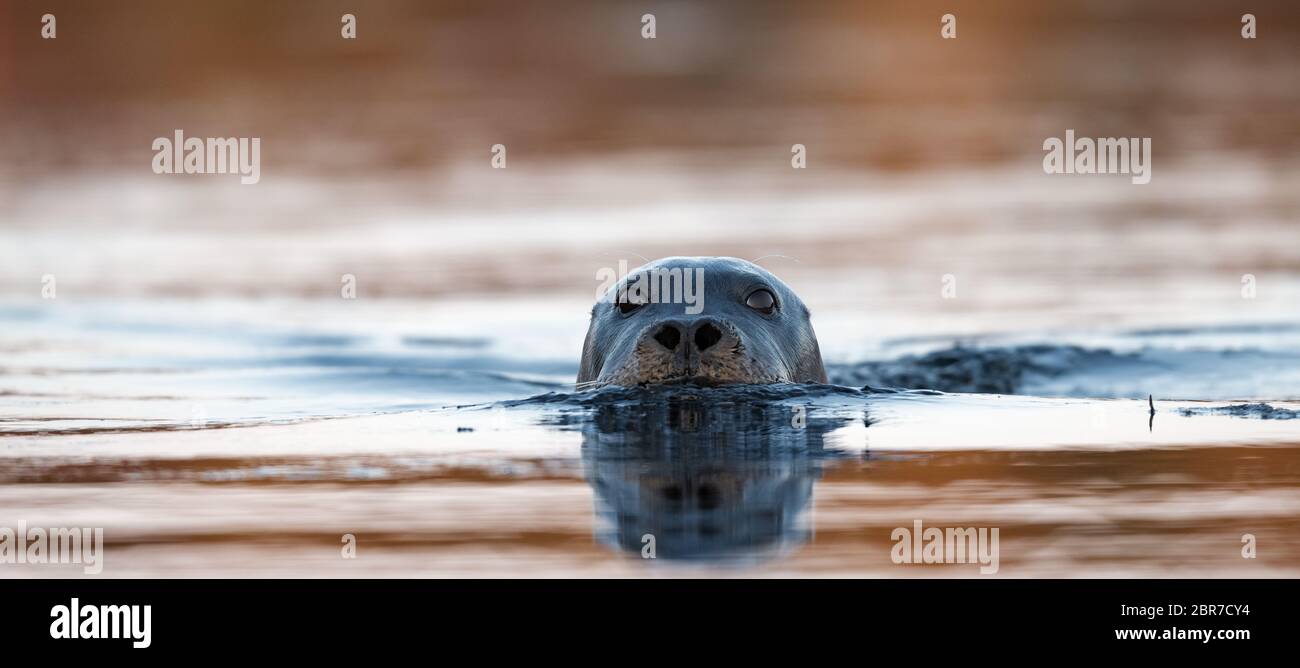 Swimming seal. The bearded seal, also called the square flipper seal ...