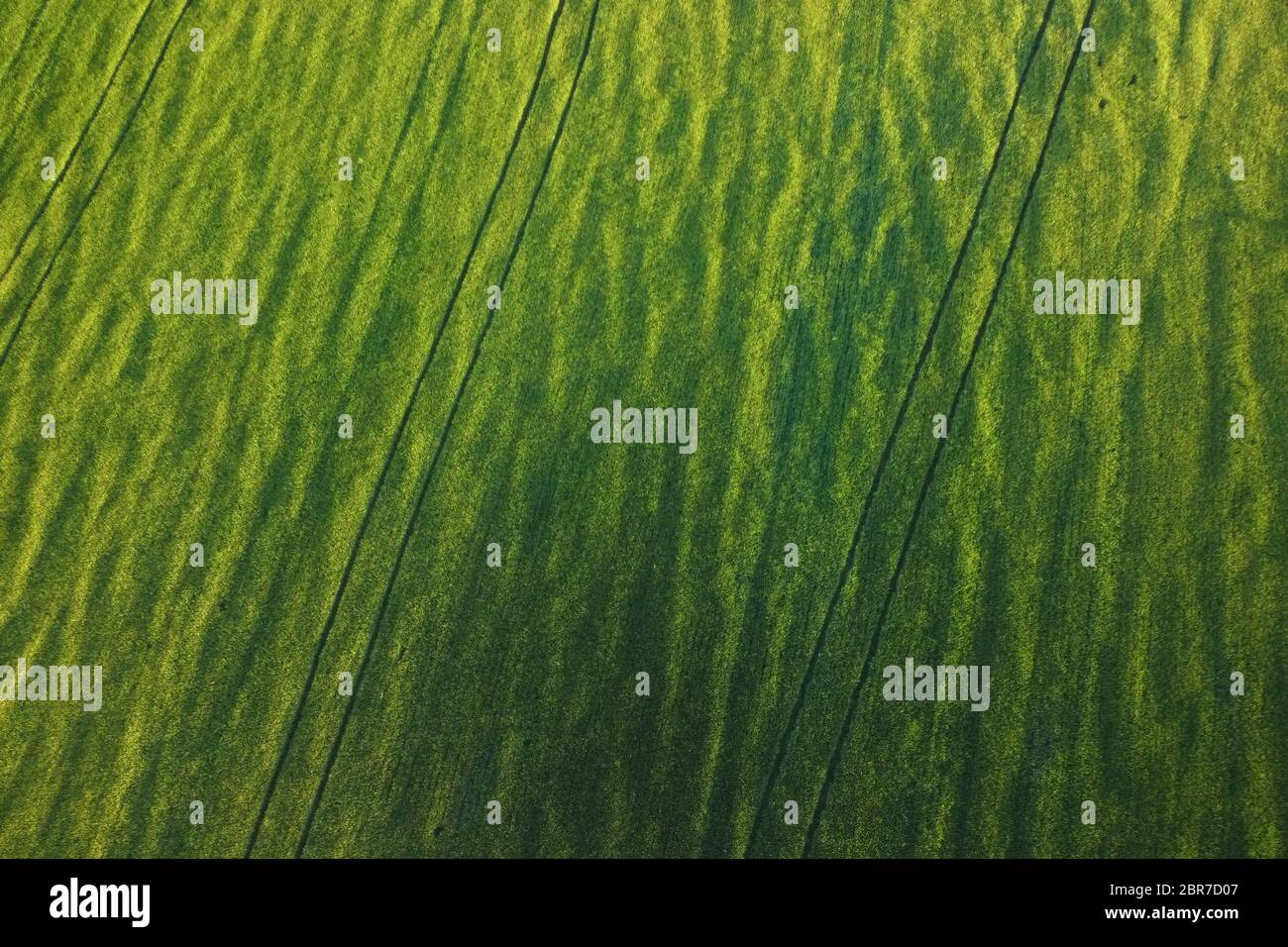 Aerial view of an agricultural field landscape, endless yellow field at ...