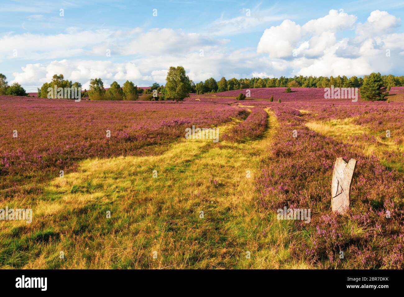Heath blossom in the nature park (nature reserve) Lüneburg Heath ...