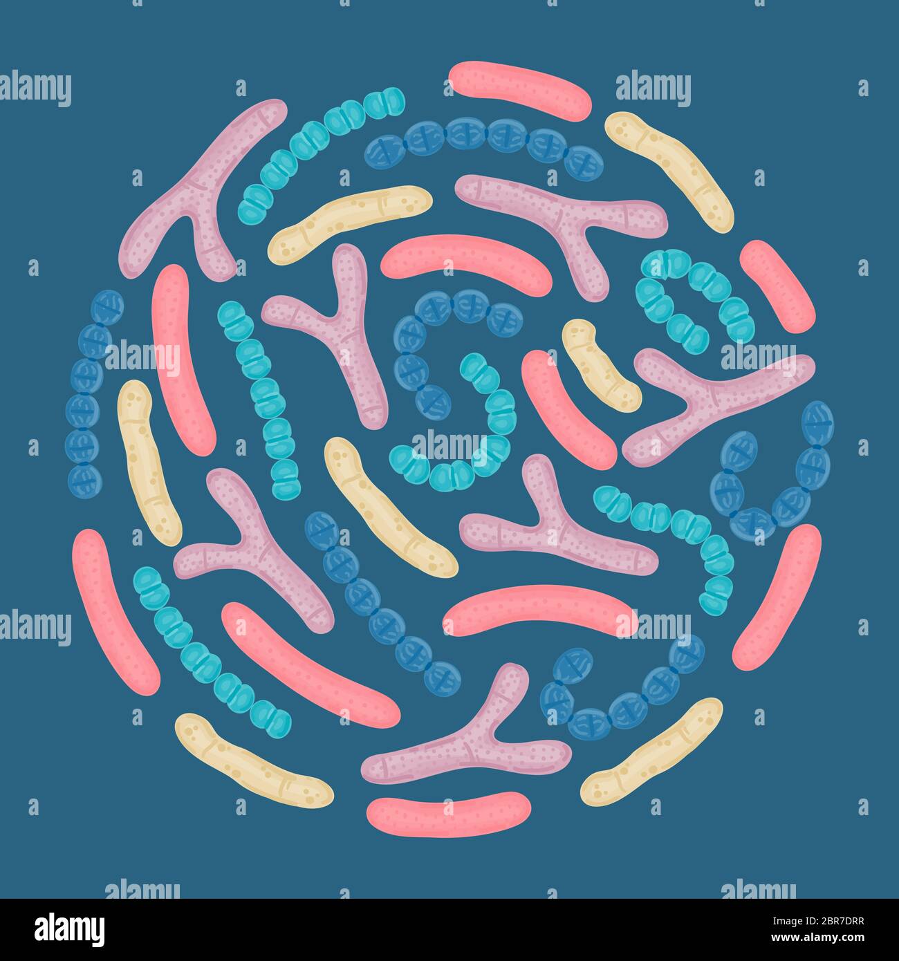 Vector Probiotics In Circular Shape Bifidobacterium Lactobacillus