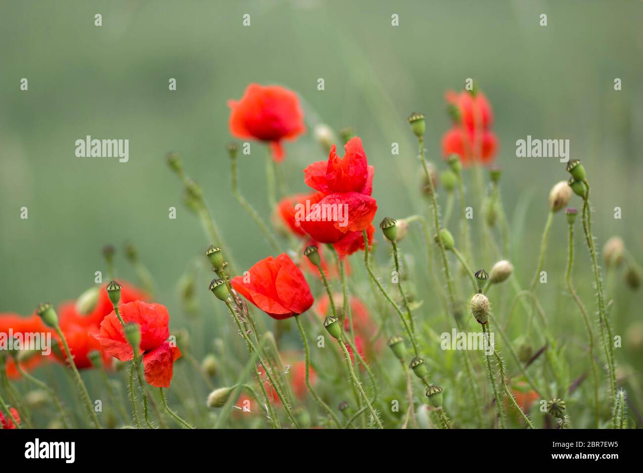 wild poppy flowers Stock Photo - Alamy