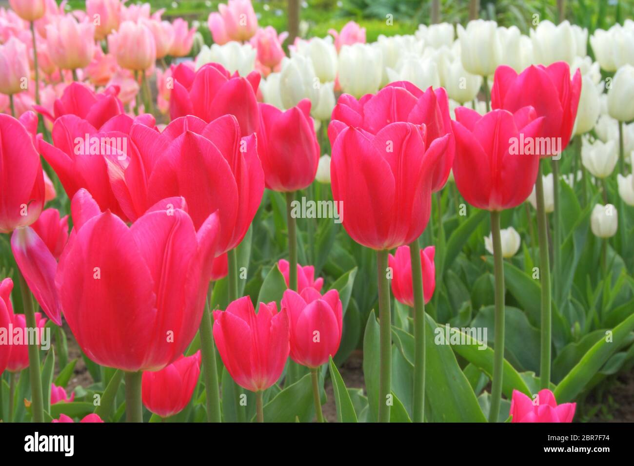 Lily Family Liliaceae High Resolution Stock Photography and Images - Alamy