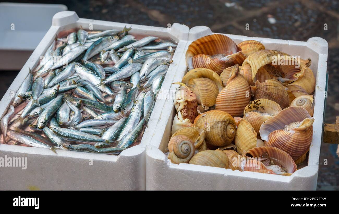 Sprat and sea snails on the fish market in Catania, Sicily, Italy Stock ...