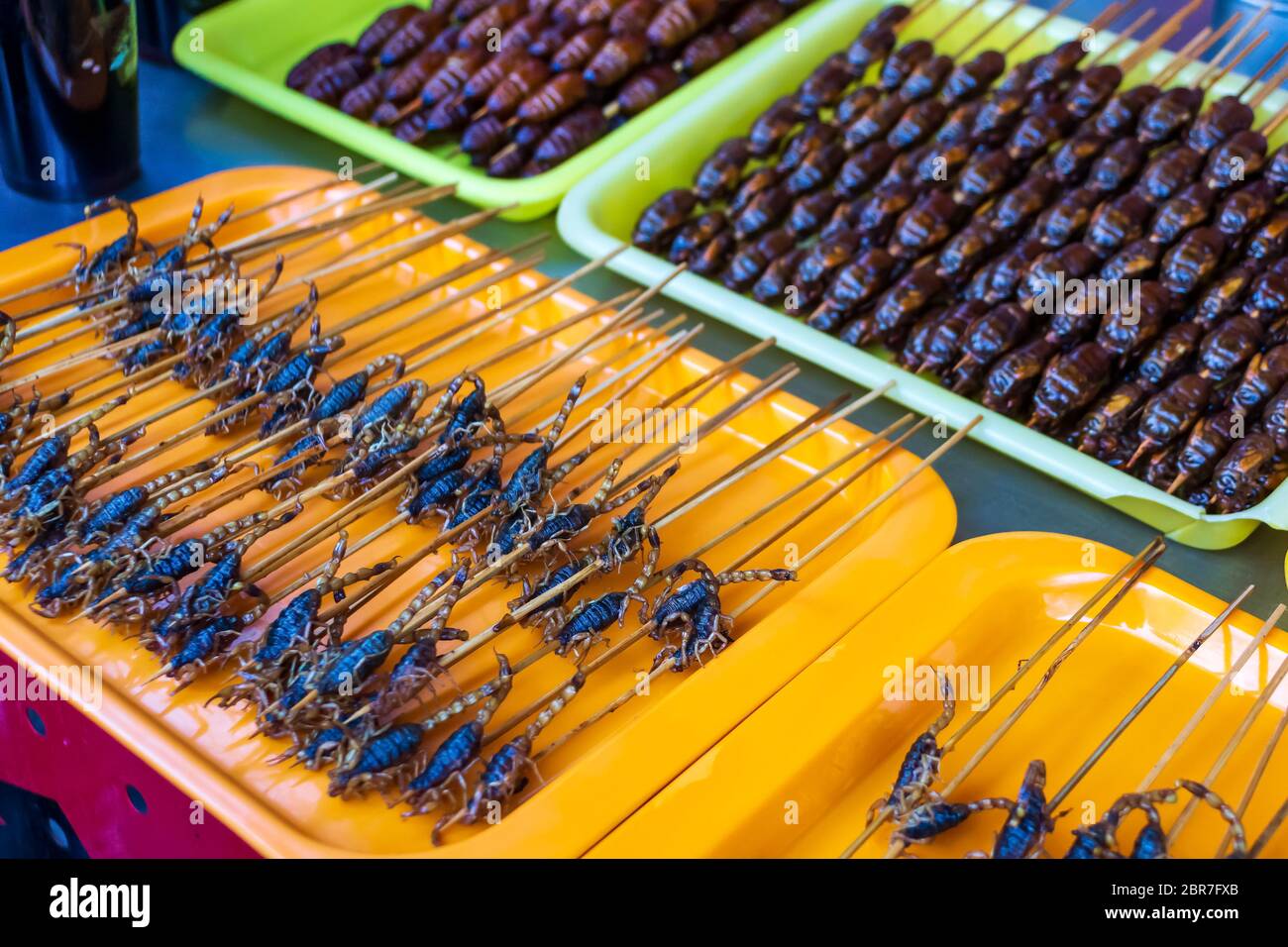 Stick insects in thailand hi-res stock photography and images - Alamy