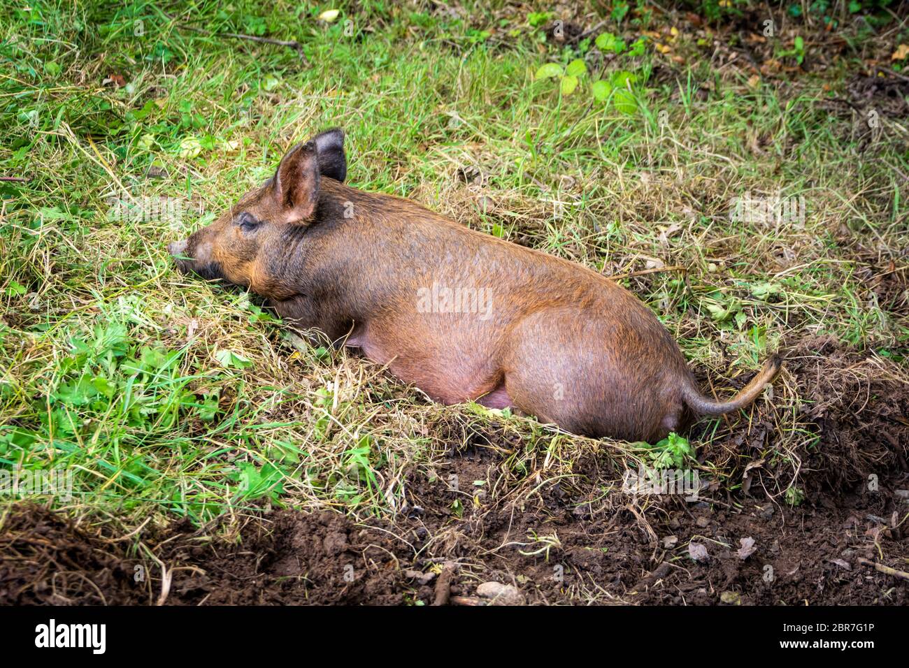 Brown pig lying on green grass. Tamworth pigs are a heritage breed with ...
