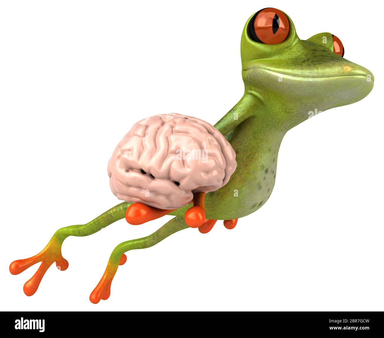 Frog Brain Vs Human Brain