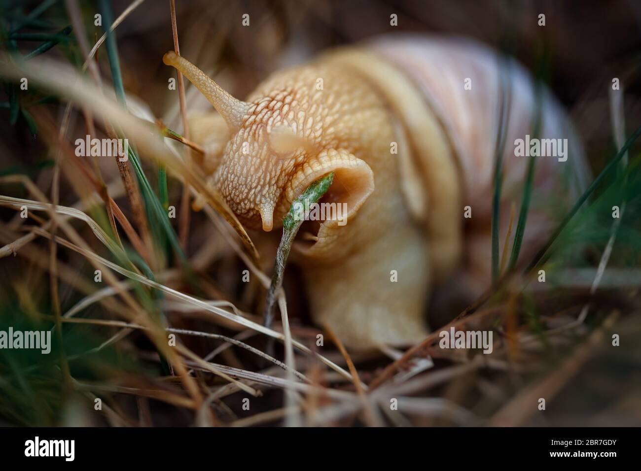 Helix aspersa snail in grass hi-res stock photography and images - Alamy