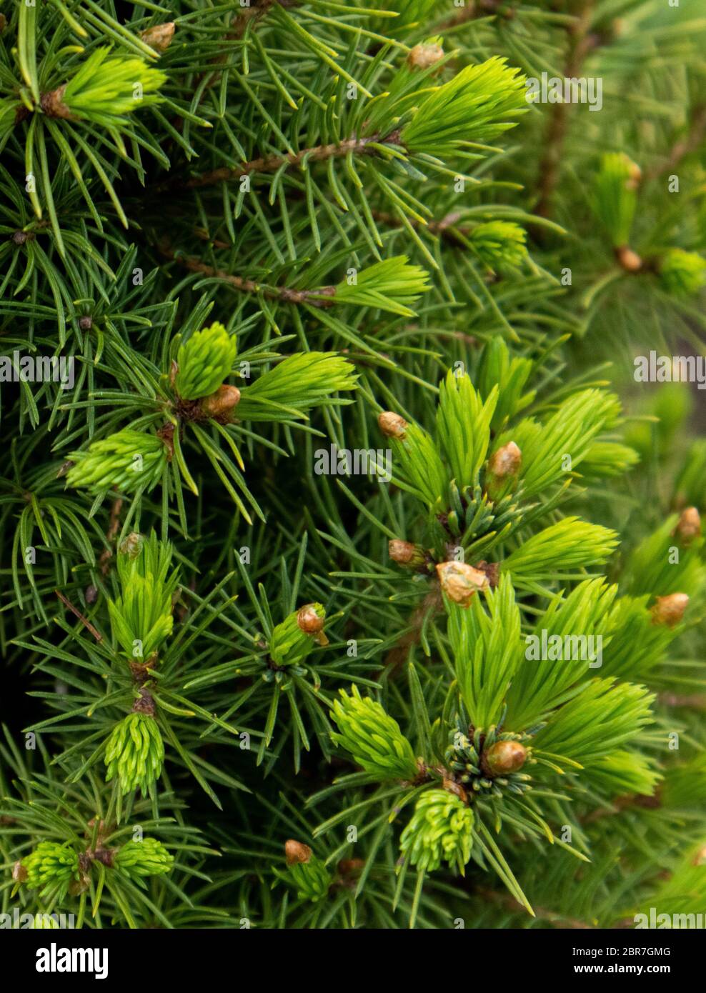 Closeup of fir branches with young buds Stock Photo - Alamy