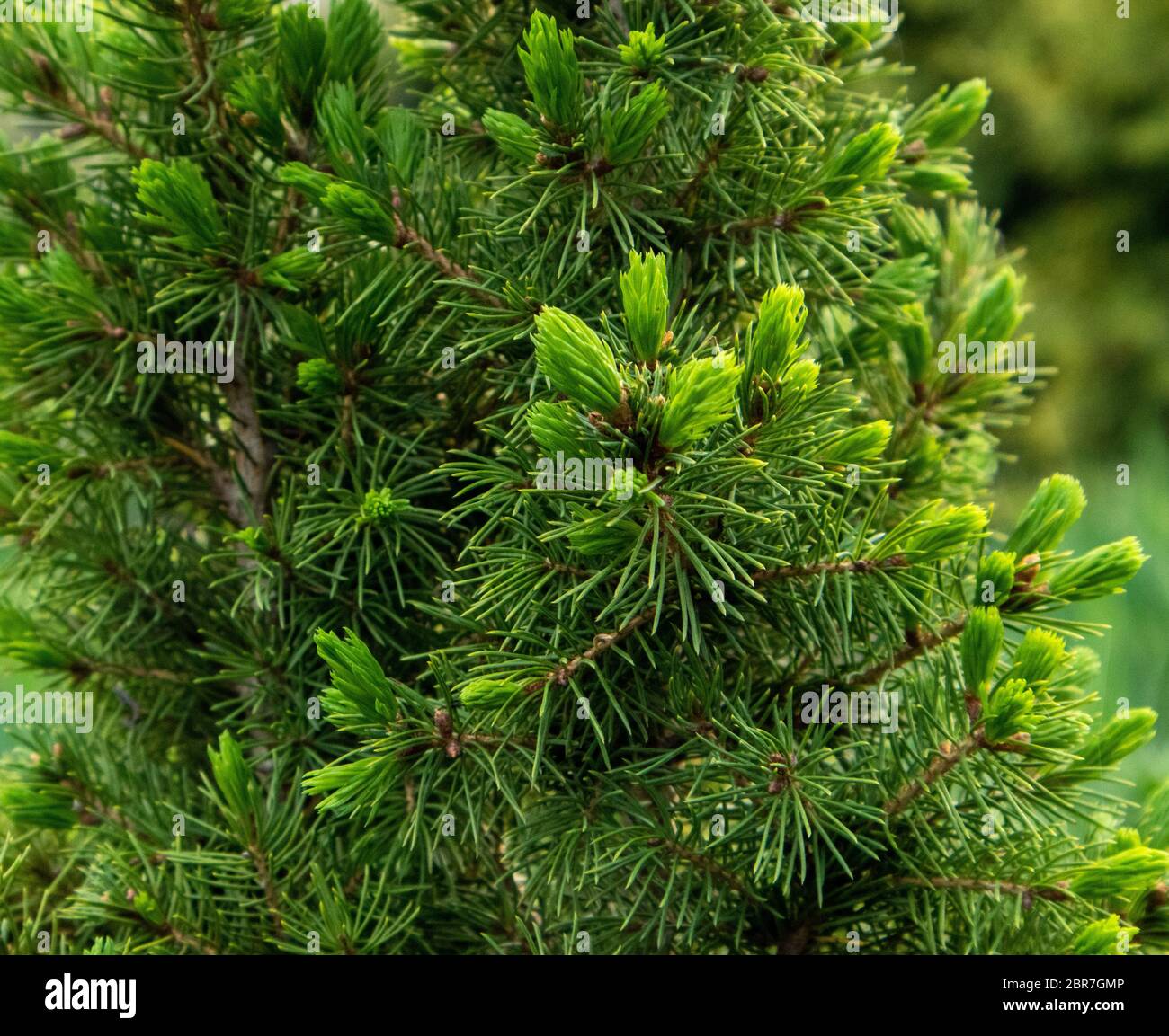 Young fir cone hi-res stock photography and images - Alamy