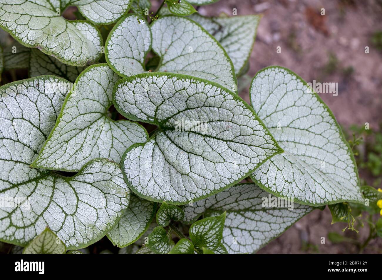Heartleaf brunnera, Siberian bugloss ( Brunnera macrophylla 'Jack Frost ...