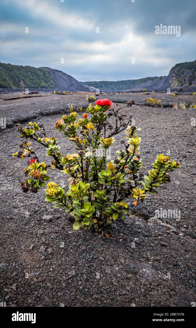 A ʻōhiʻa lehu tree on the crater floor of Kilauea Iki Crater with Pu'u ...