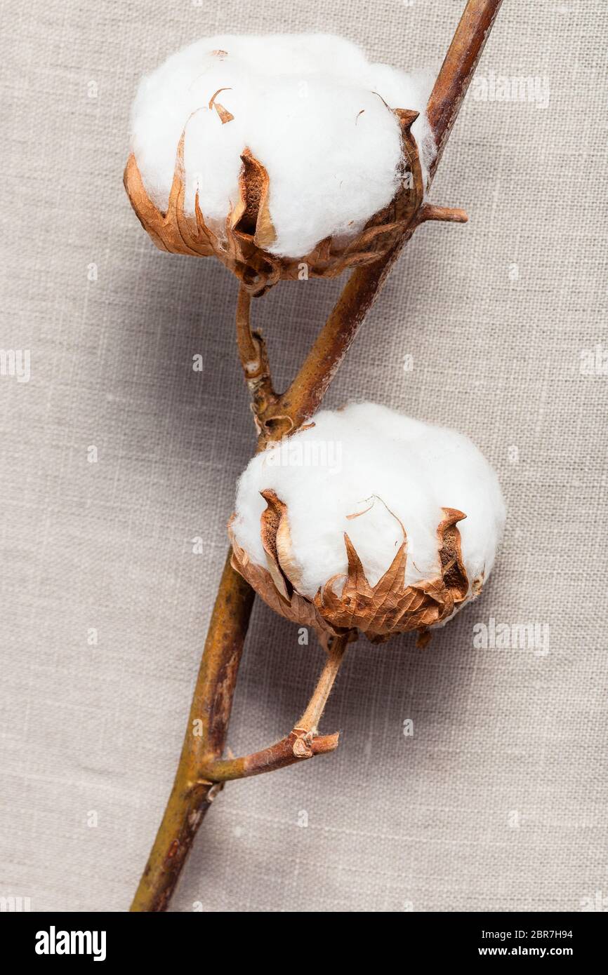 natural dried twig of cotton plant on cotton fabric background Stock ...