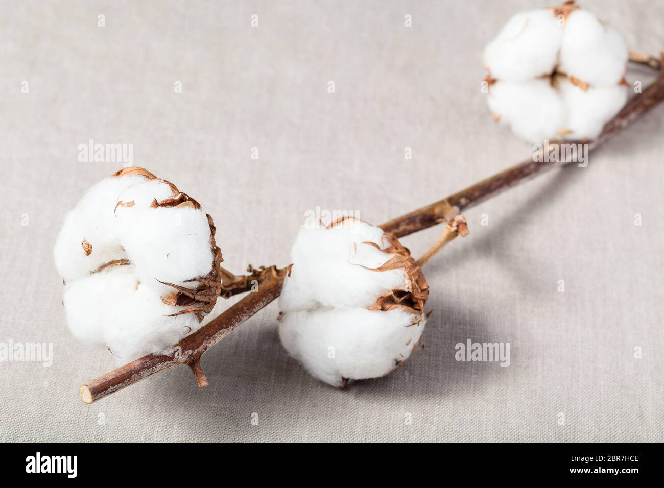 natural dried twig of cotton plant with cottonwool on cotton fabric ...