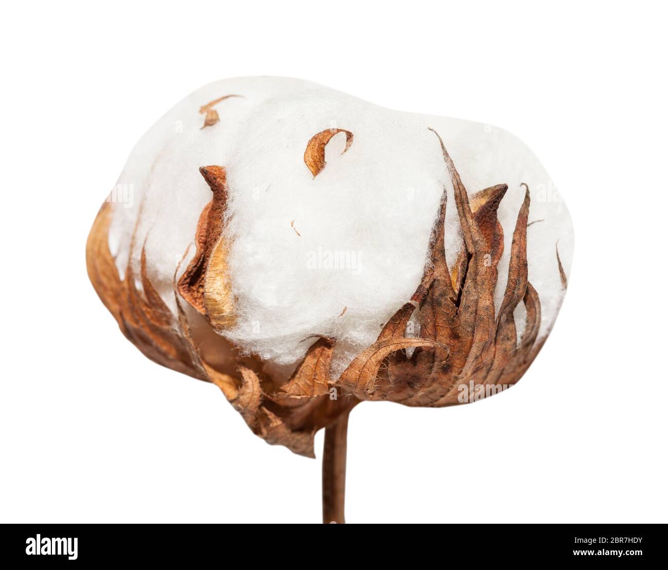 side view of dried ripe boll of cotton plant isolated on white ...