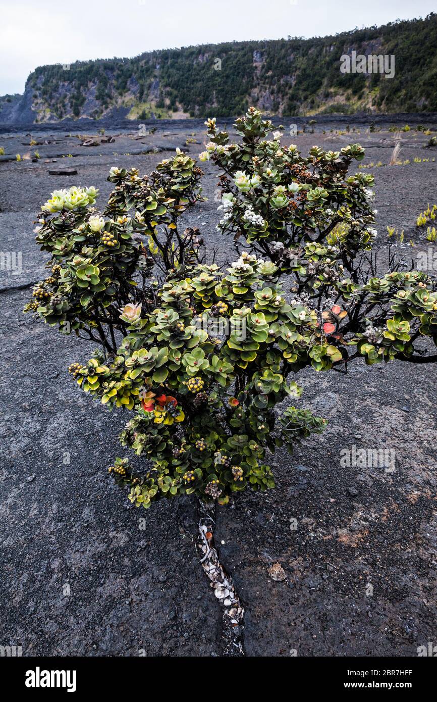 A ʻōhiʻa lehu tree on the crater floor of Kilauea Iki Crater April ...