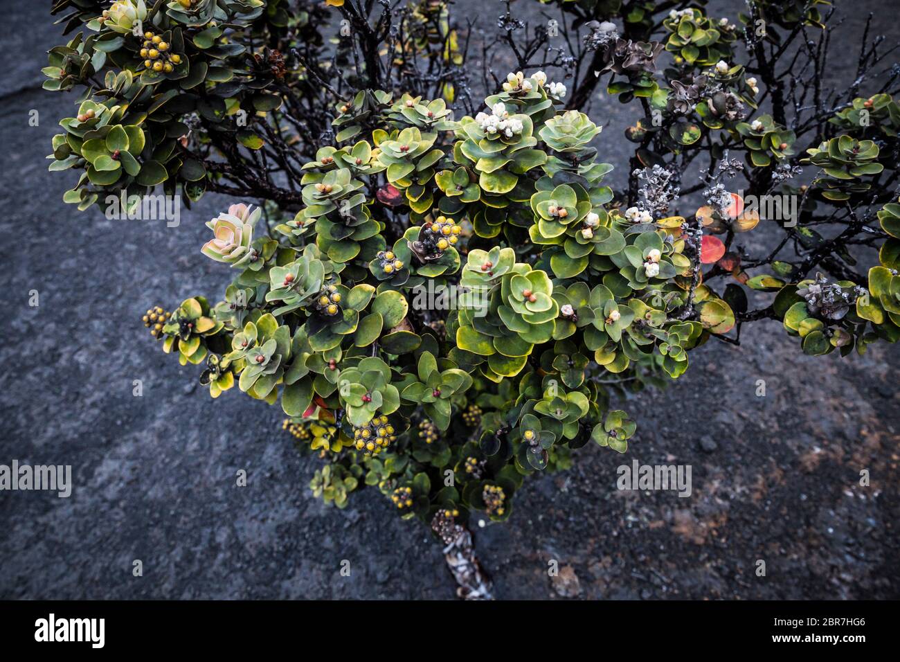A ʻōhiʻa lehu tree on the crater floor of Kilauea Iki Crater April ...