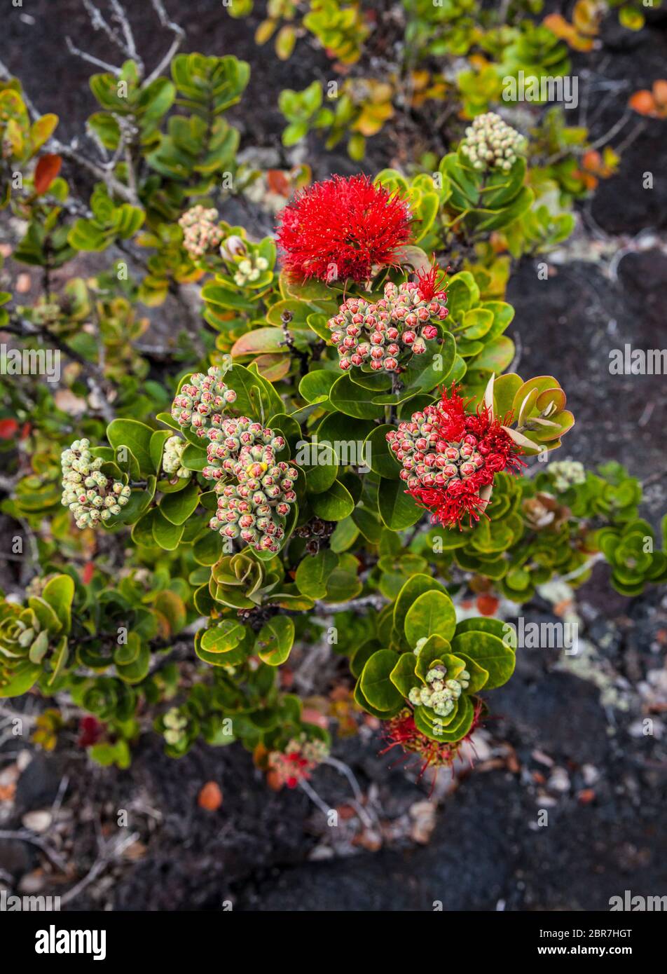 Hawaii volcanoes pit crater hi-res stock photography and images - Alamy