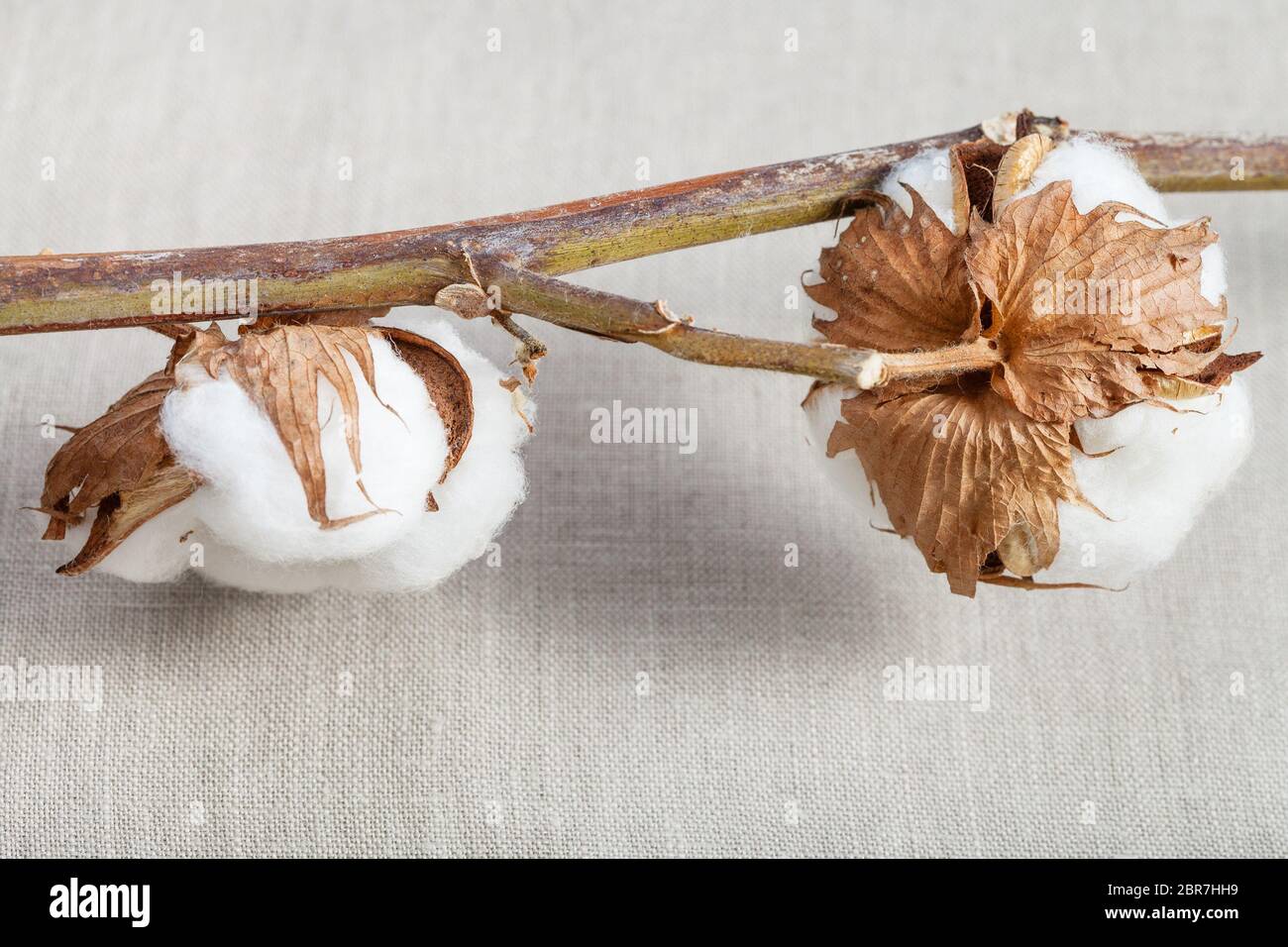 bolls on natural dried twig of cotton plant on cotton fabric background ...