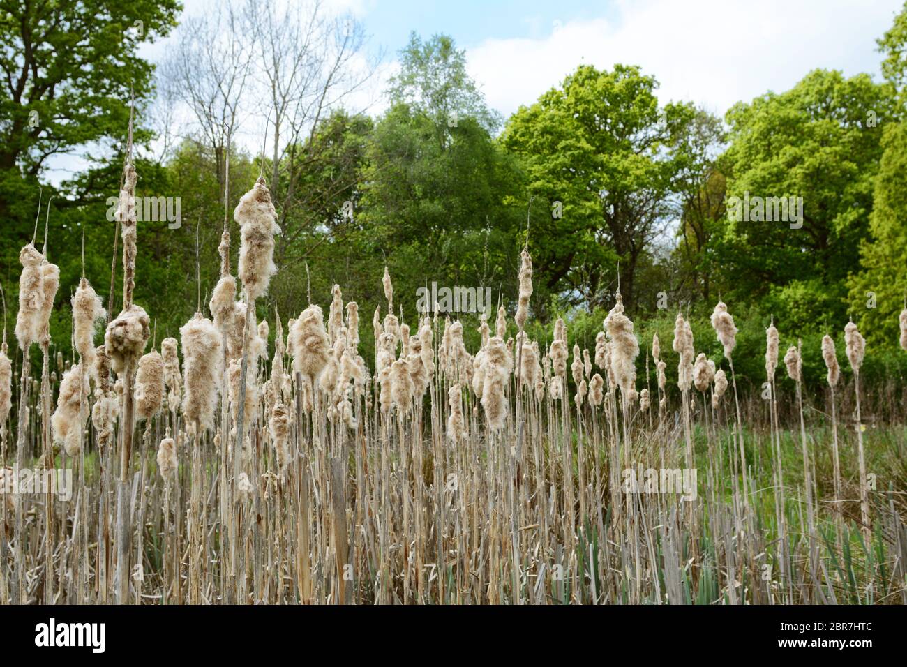 Stand of seed trees hi-res stock photography and images - Alamy