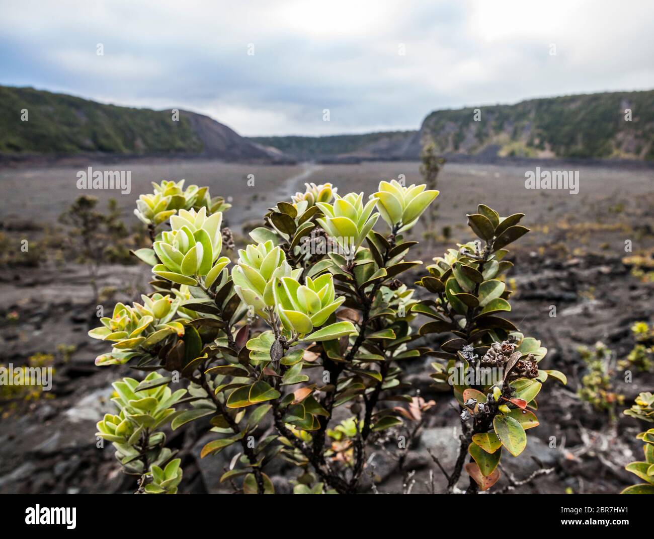 A ʻōhiʻa lehu tree on the crater floor of Kilauea Iki Crater with Pu'u ...
