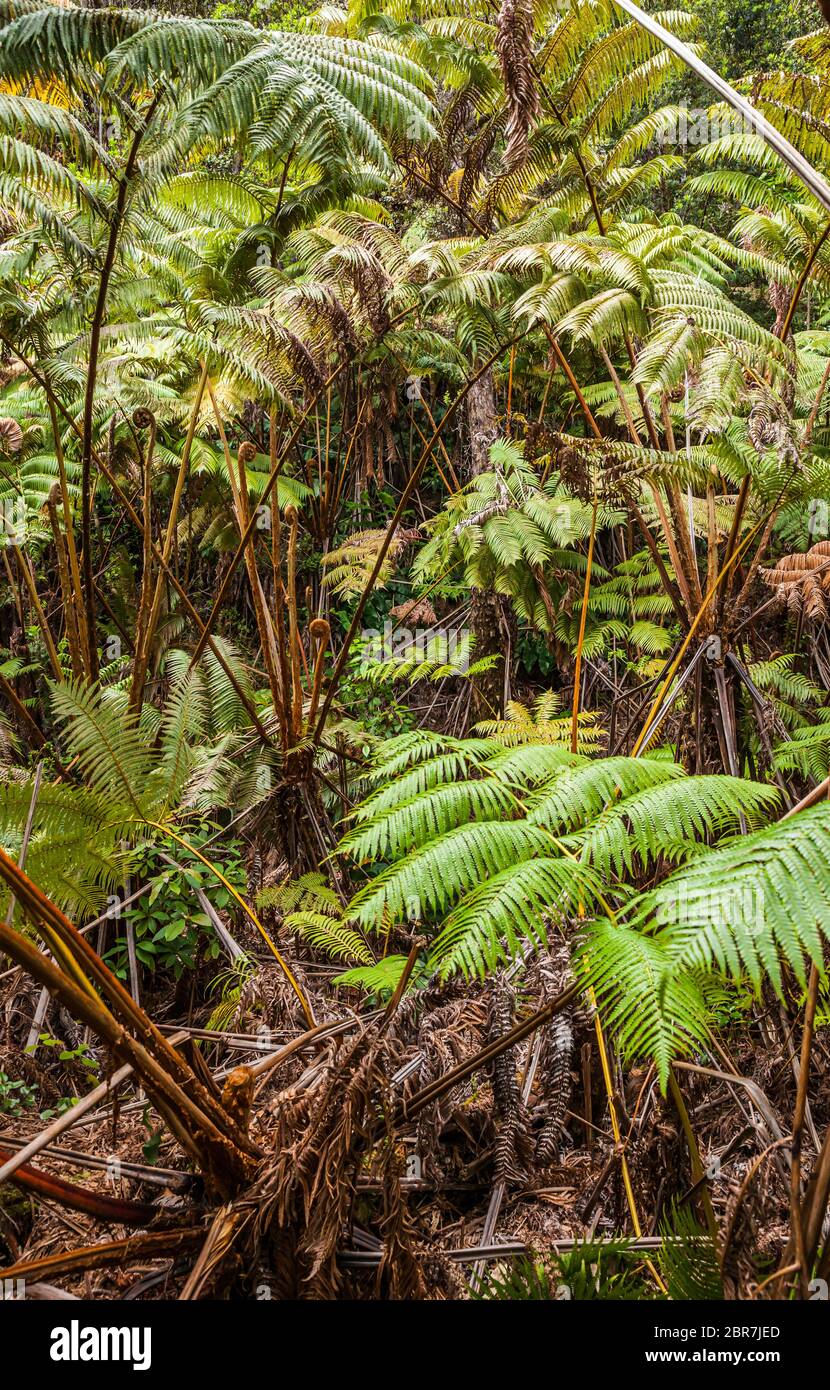 Hawaii big island forest ferns hi-res stock photography and images - Alamy