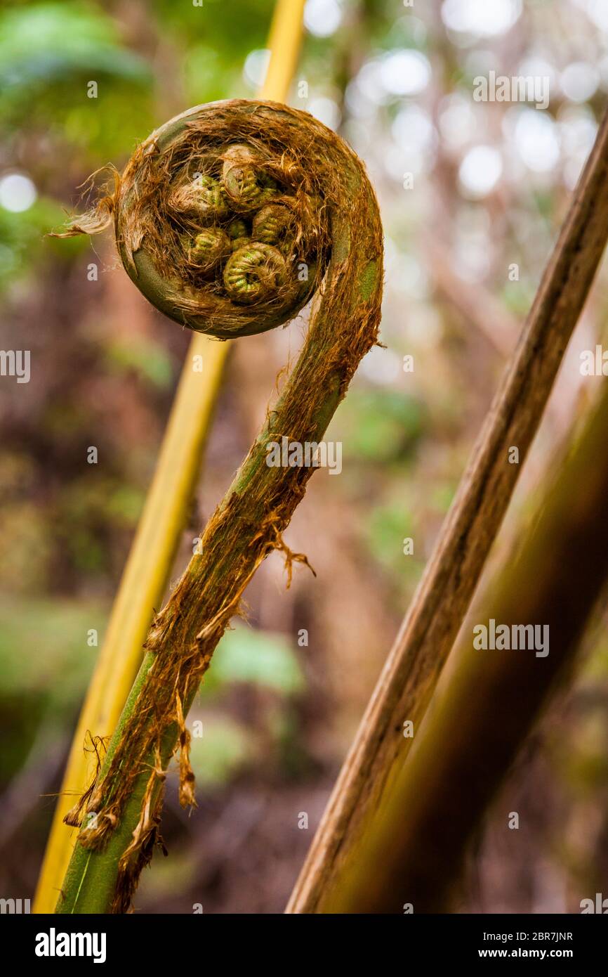 Hapu'u ferns in Hawai'i Volcanoes National Park, Hawaii, USA Stock ...