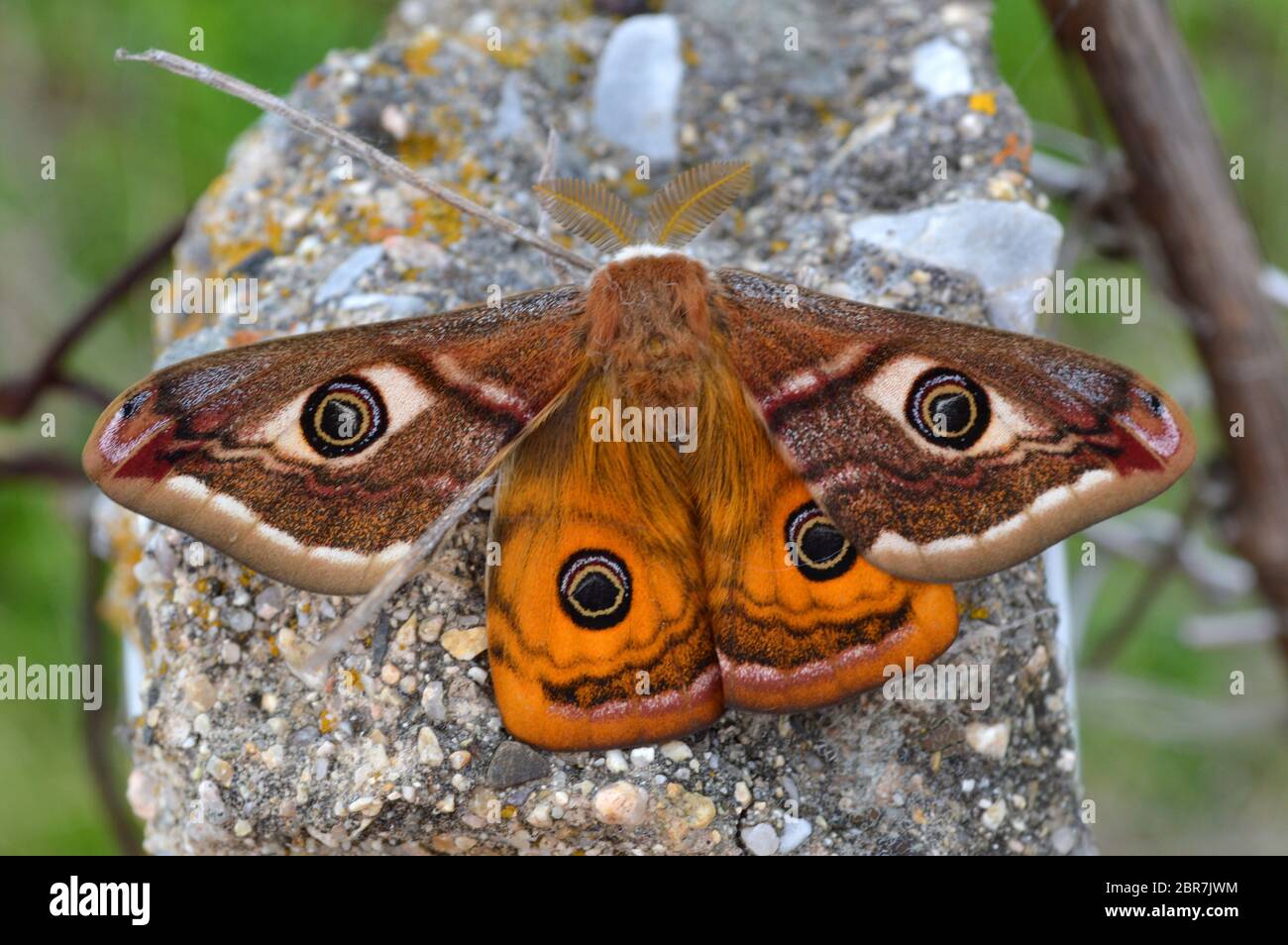Emperor's Night Butterfly, Emperor Moth, Saturnia pavonia, Small ...