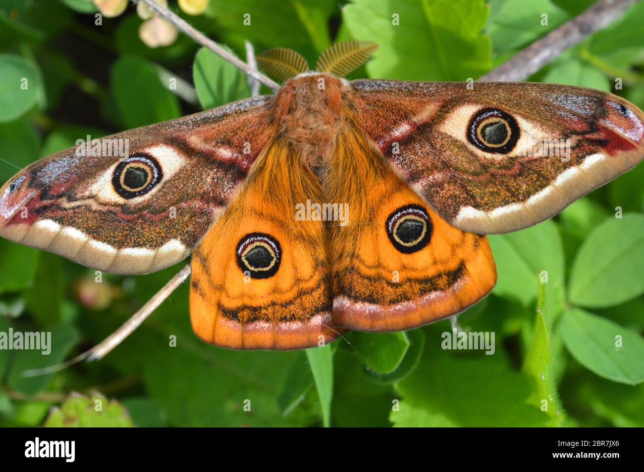 Emperor's Night Butterfly, Emperor Moth, Saturnia pavonia, Small ...
