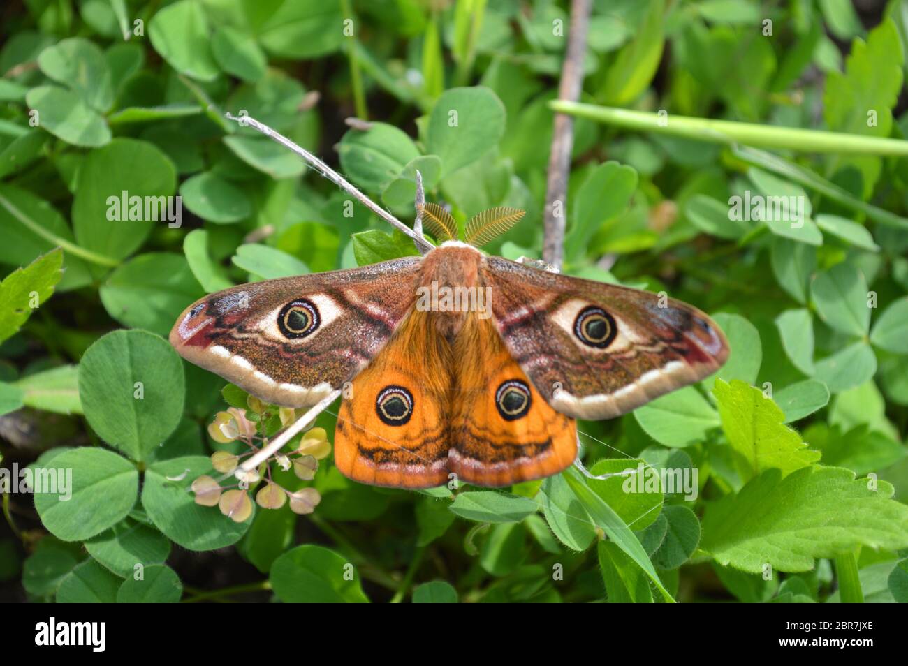 Emperor's Night Butterfly, Emperor Moth, Saturnia pavonia, Small ...