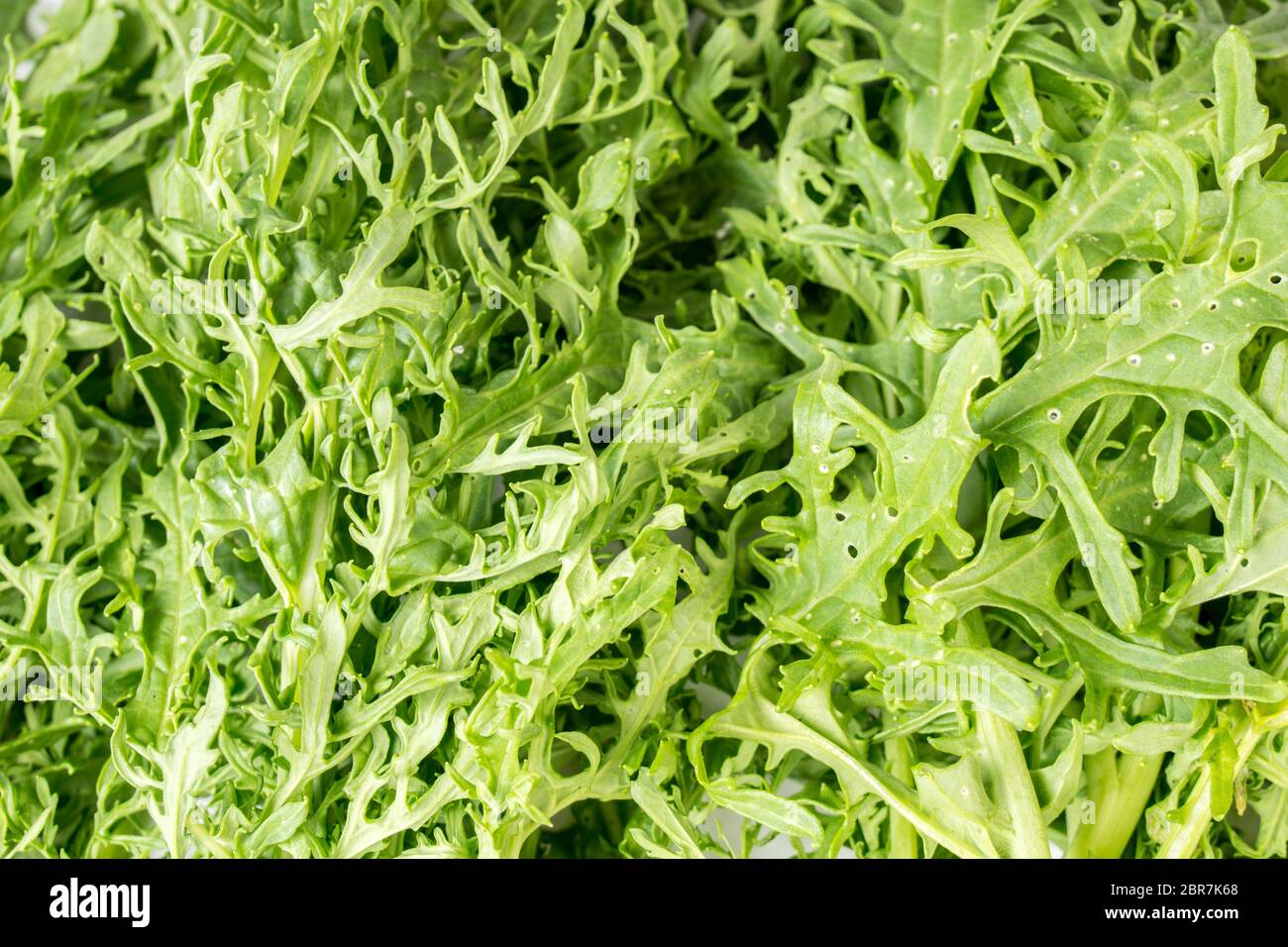 Wasabina, green mustard Leaves close up and macro Stock Photo - Alamy