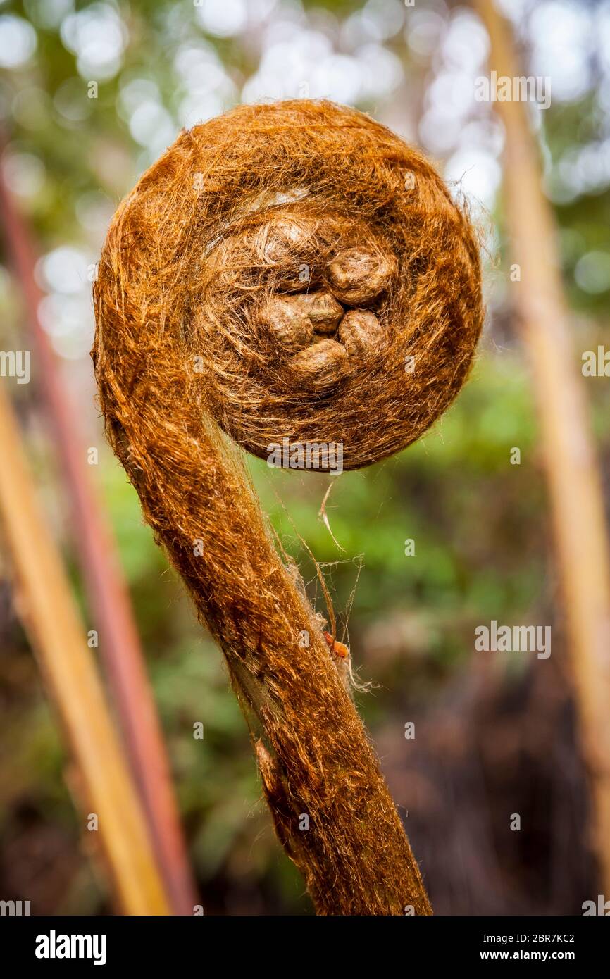 Hapuu fern hi-res stock photography and images - Alamy