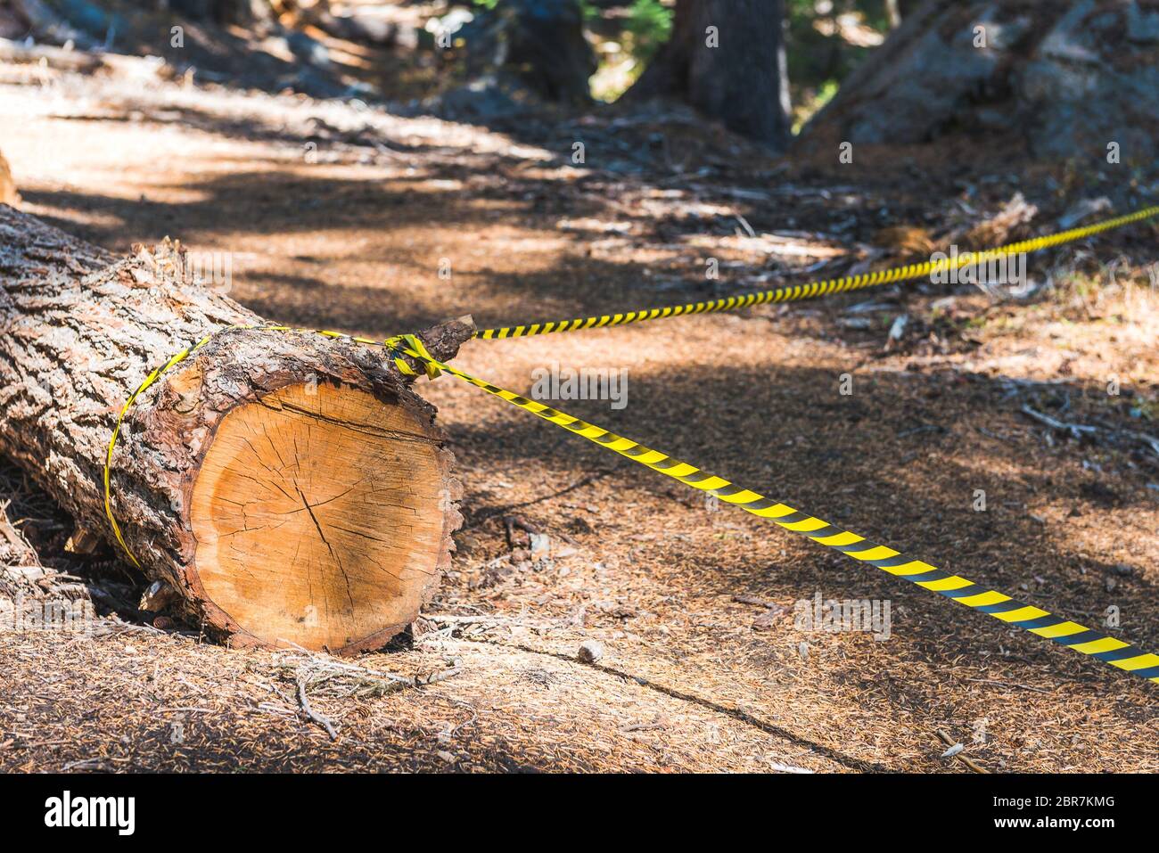 tree cut in the wood Stock Photo - Alamy