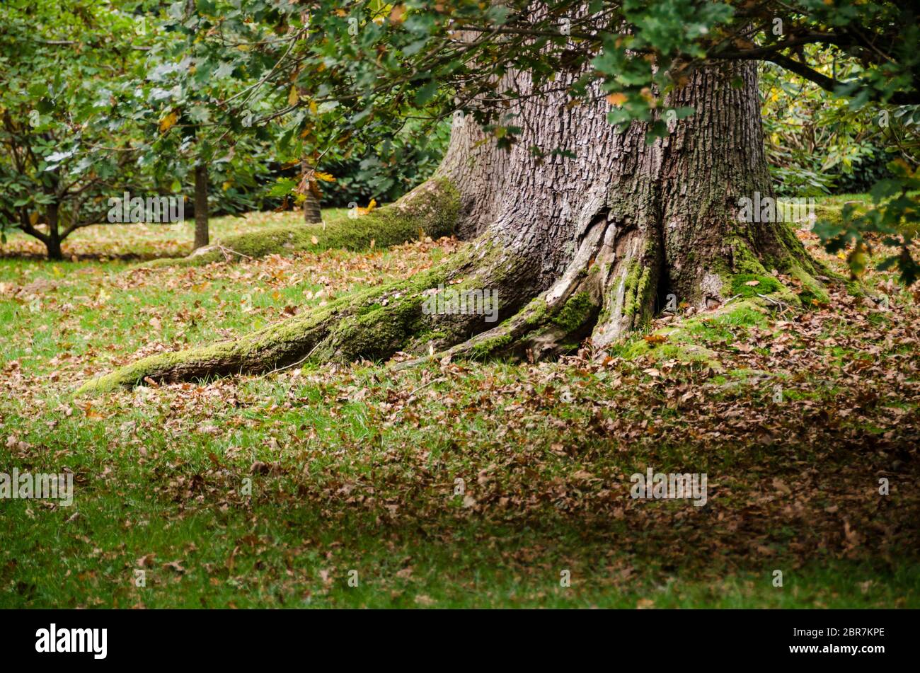 Mossy base of big old tree trunks and roots in autumn Stock Photo - Alamy