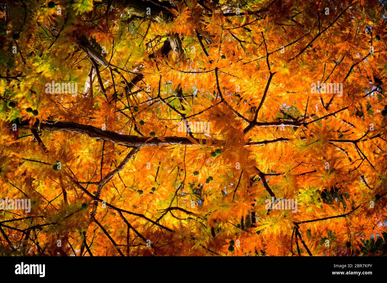 Golden leaves of autumn foliage background Stock Photo - Alamy