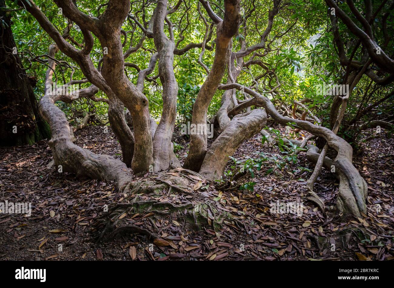 Gnarled and twisted branches of a tree Stock Photo - Alamy