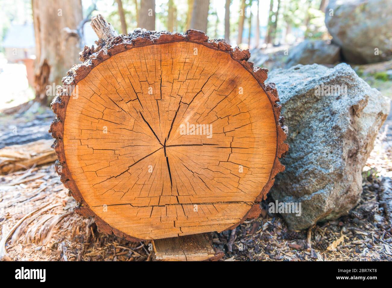 Tree cross section shadow hi-res stock photography and images - Alamy
