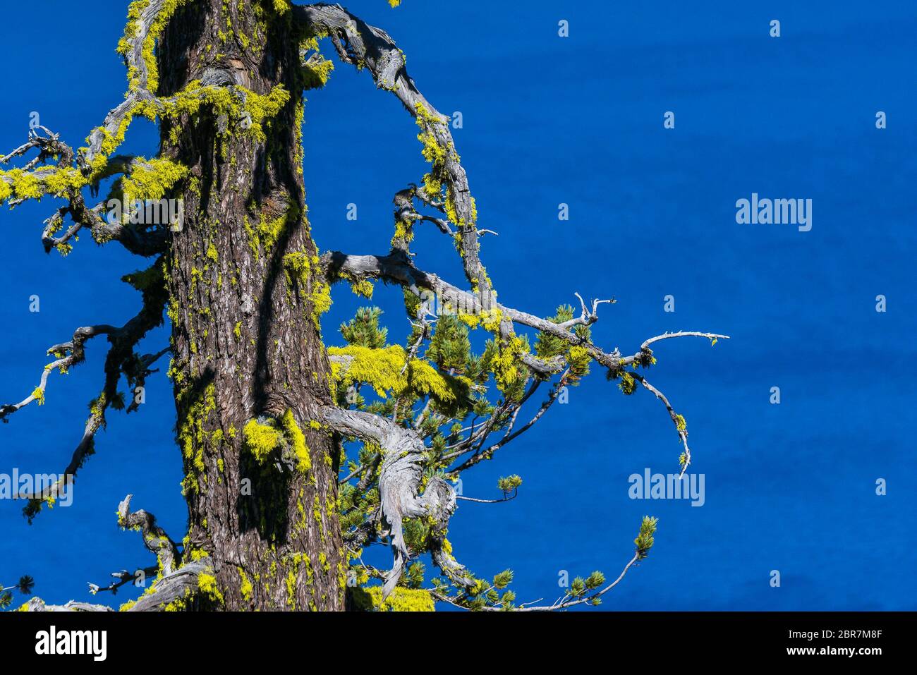 tree with moss and blue lake background Stock Photo - Alamy
