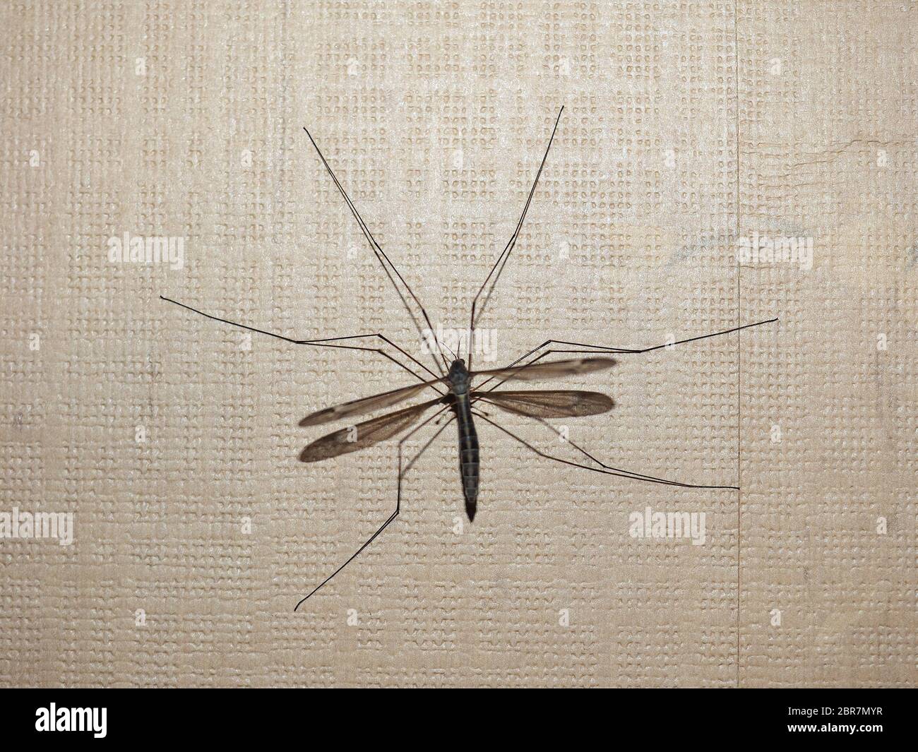 Crane Fly mosquito insect of the family Tipulidae order Diptera aka ...