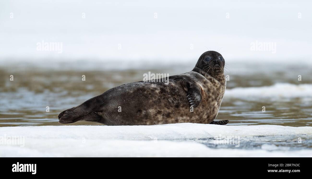 Ringed seal arctic hi-res stock photography and images - Alamy